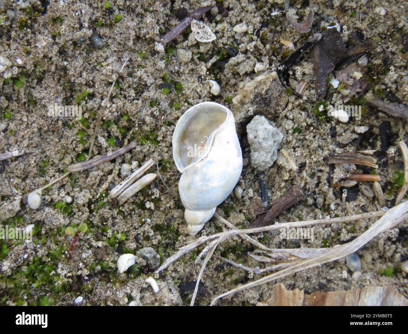 Pond and Melantho Snails (Lymnaeidae Stock Photo - Alamy