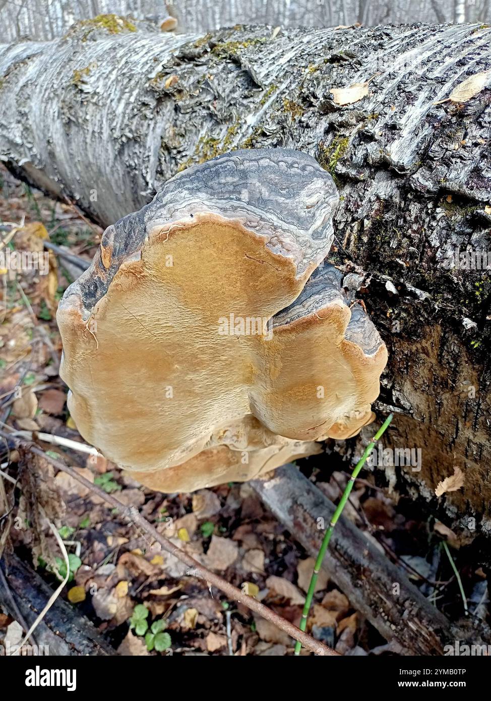 Hoof Fungus (Fomes fomentarius Stock Photo - Alamy