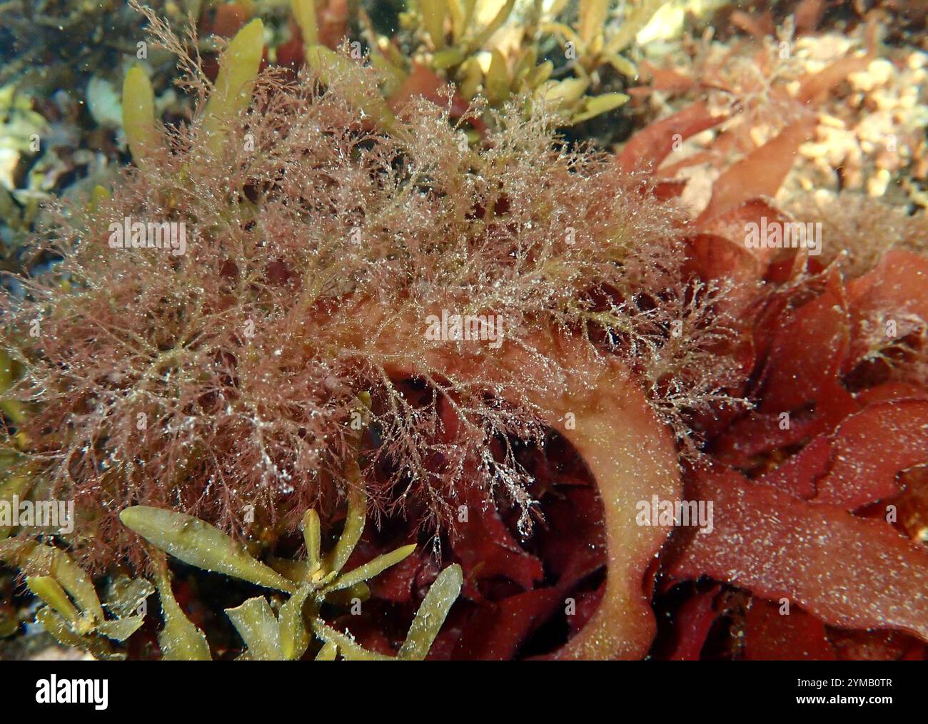 red algae (Rhodophyta Stock Photo - Alamy