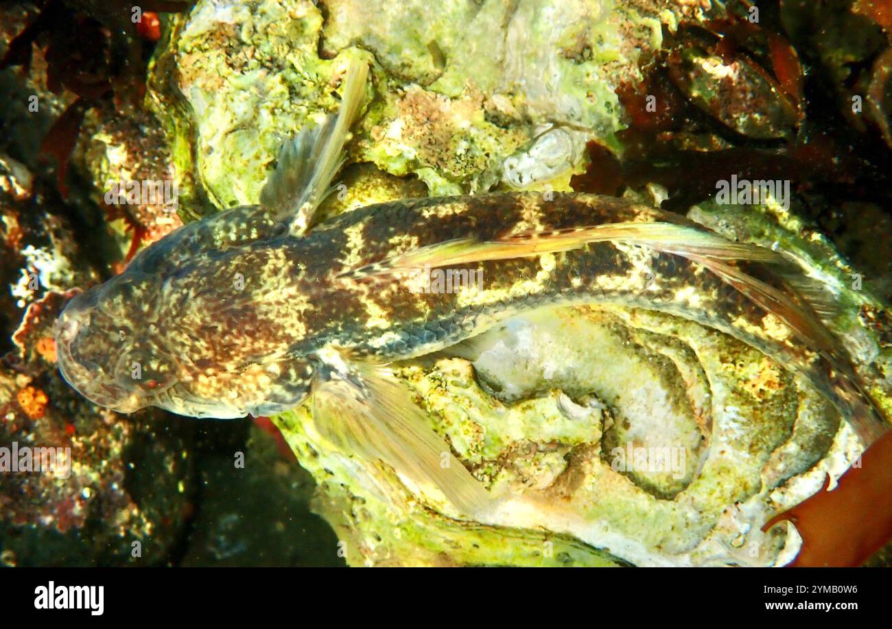Black Goby (Gobius niger Stock Photo - Alamy