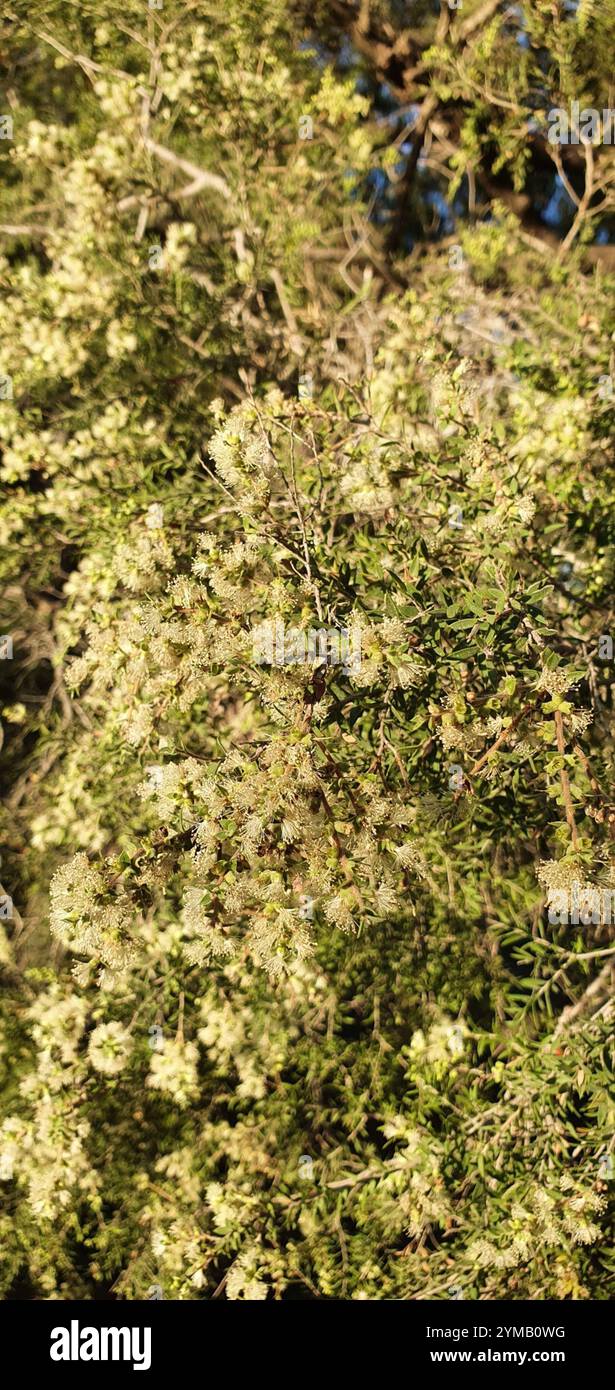 black tea-tree (Melaleuca bracteata Stock Photo - Alamy