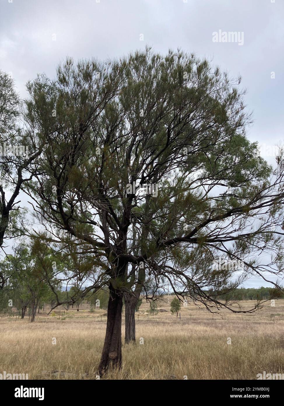 Buloke (Allocasuarina luehmannii Stock Photo - Alamy