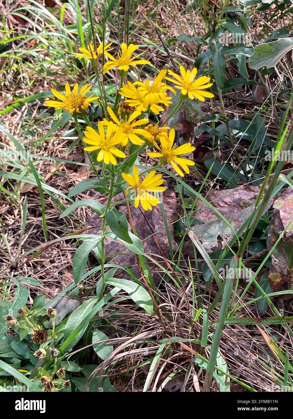 Maryland golden-aster (Chrysopsis mariana Stock Photo - Alamy