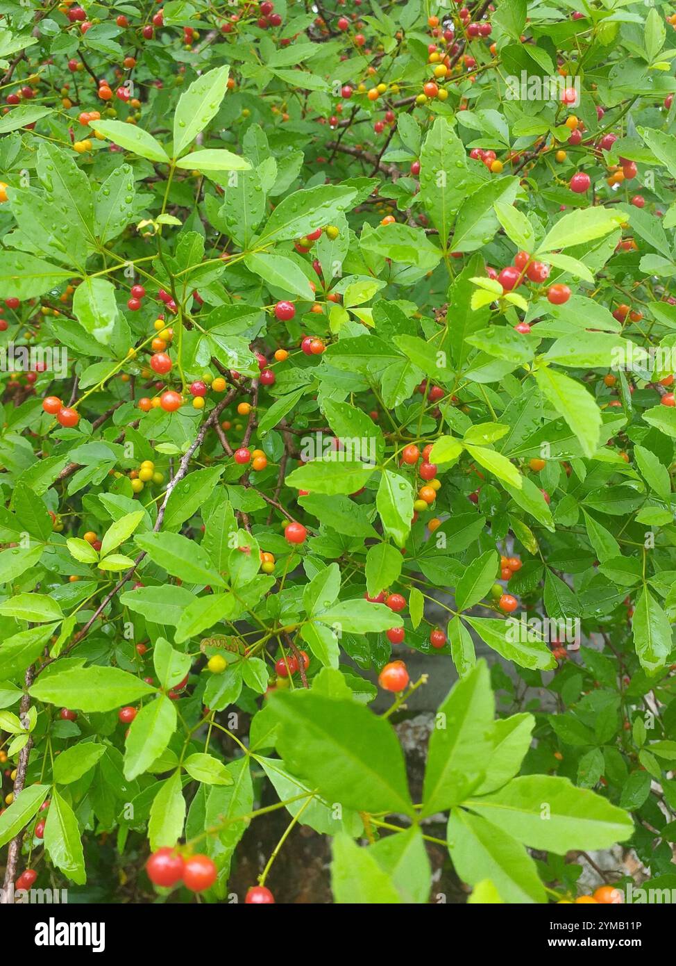 Allophylus hi-res stock photography and images - Alamy