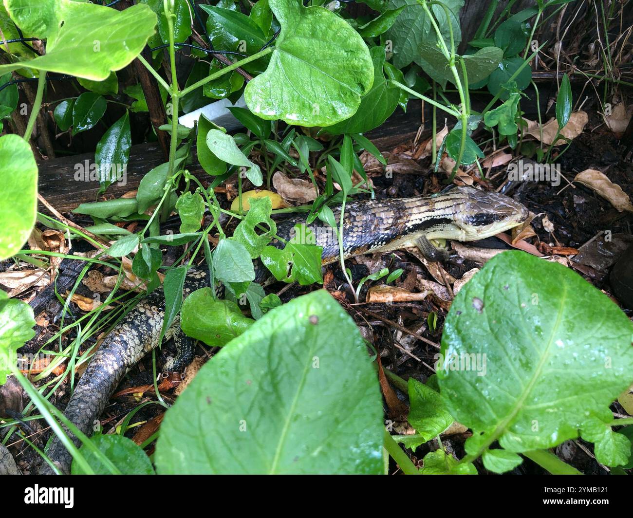 Common Bluetongue (Tiliqua scincoides Stock Photo - Alamy