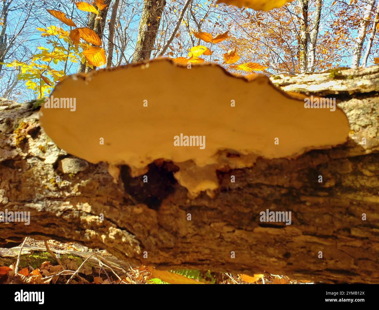 Resinous Polypore (Ischnoderma resinosum Stock Photo - Alamy