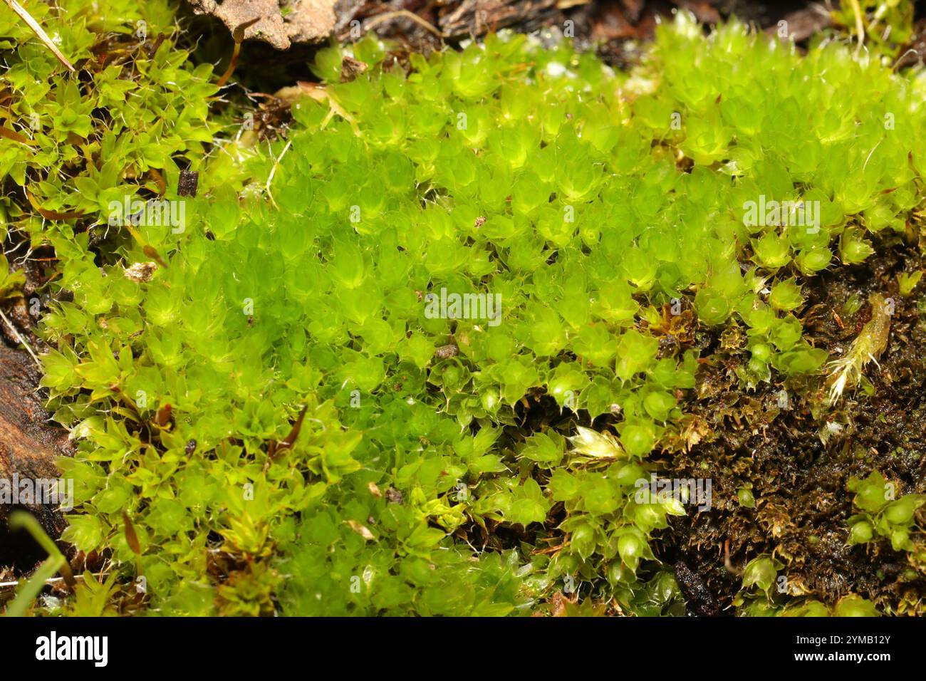 Capillary Thread-moss (Ptychostomum capillare Stock Photo - Alamy