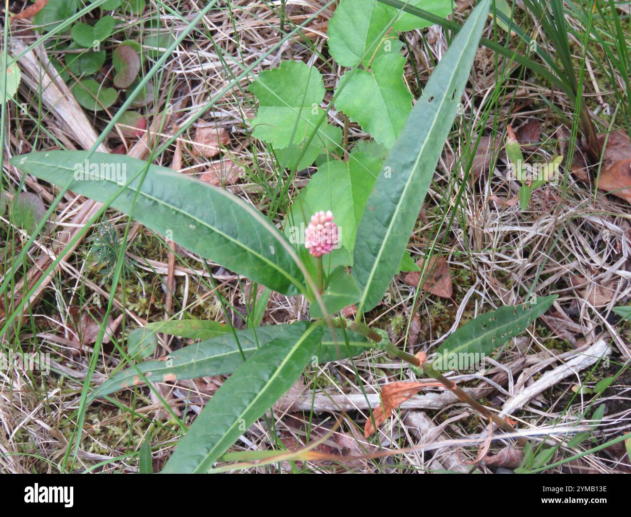 water smartweed (Persicaria amphibia Stock Photo - Alamy