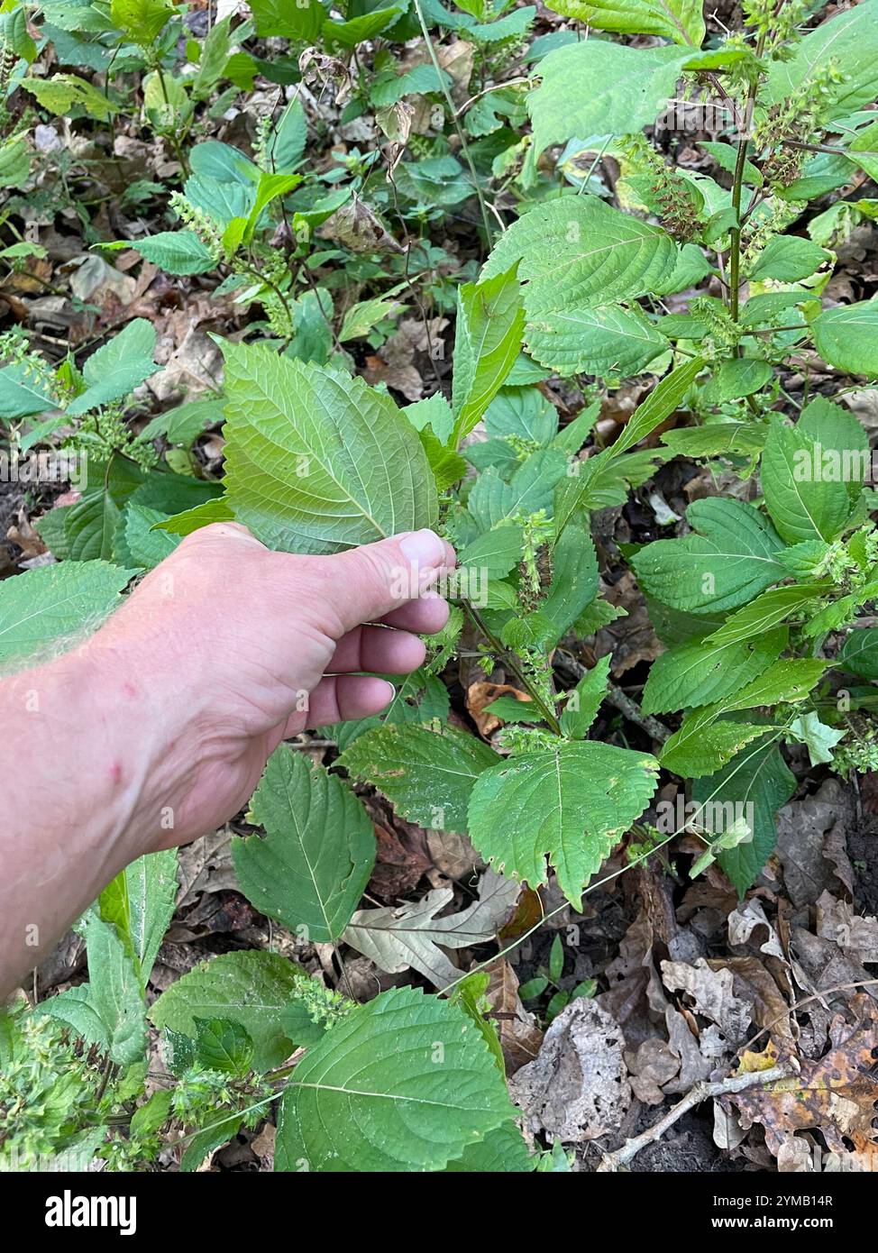 beefsteak plant (Perilla frutescens Stock Photo - Alamy