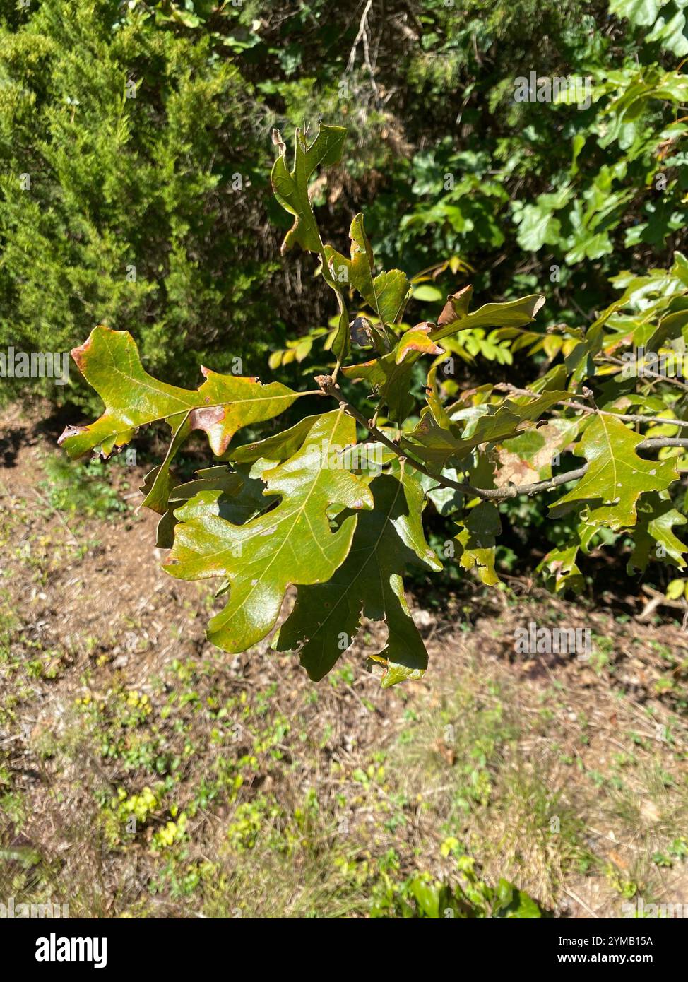 post oak (Quercus stellata Stock Photo - Alamy