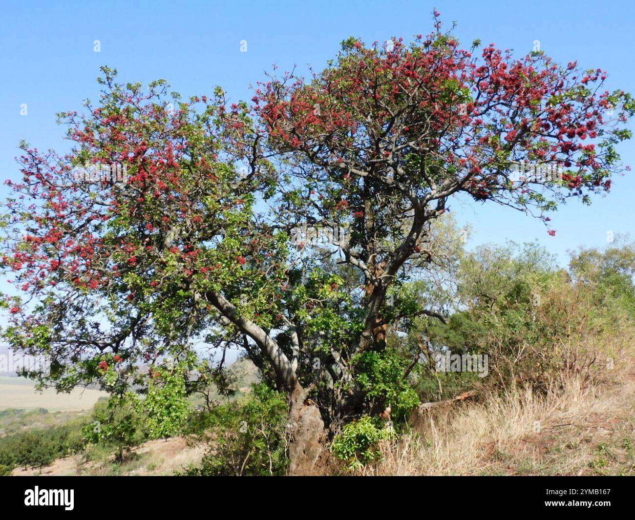 Weeping Boerbean (Schotia brachypetala Stock Photo - Alamy