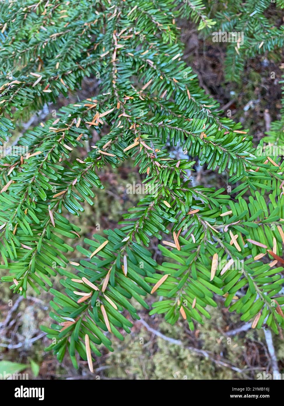 Pacific silver fir abies amabilis hi-res stock photography and images ...