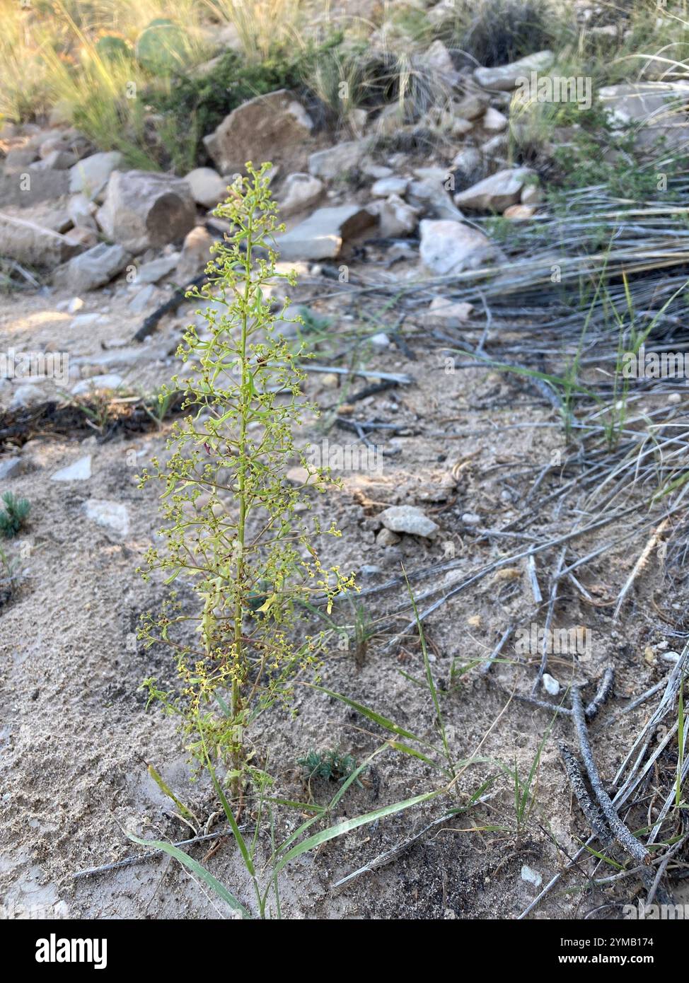 fetid goosefoot (Dysphania graveolens Stock Photo - Alamy