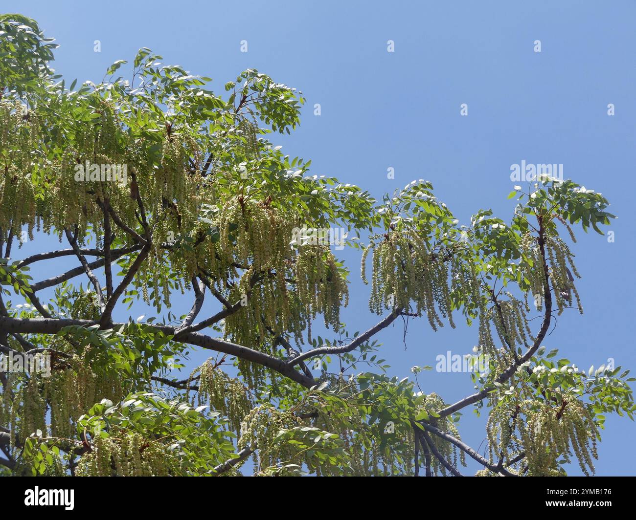 Burkea africana hi-res stock photography and images - Alamy