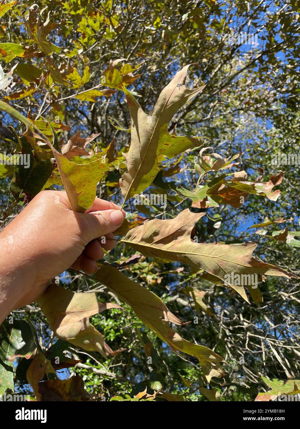 southern red oak (Quercus falcata Stock Photo - Alamy