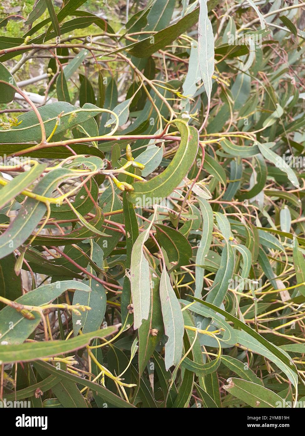 Long-leaved Box (Eucalyptus goniocalyx Stock Photo - Alamy