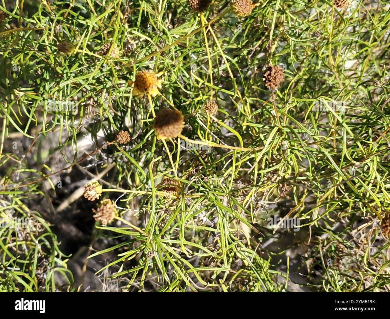 Skeletonleaf Goldeneye (Sidneya tenuifolia Stock Photo - Alamy