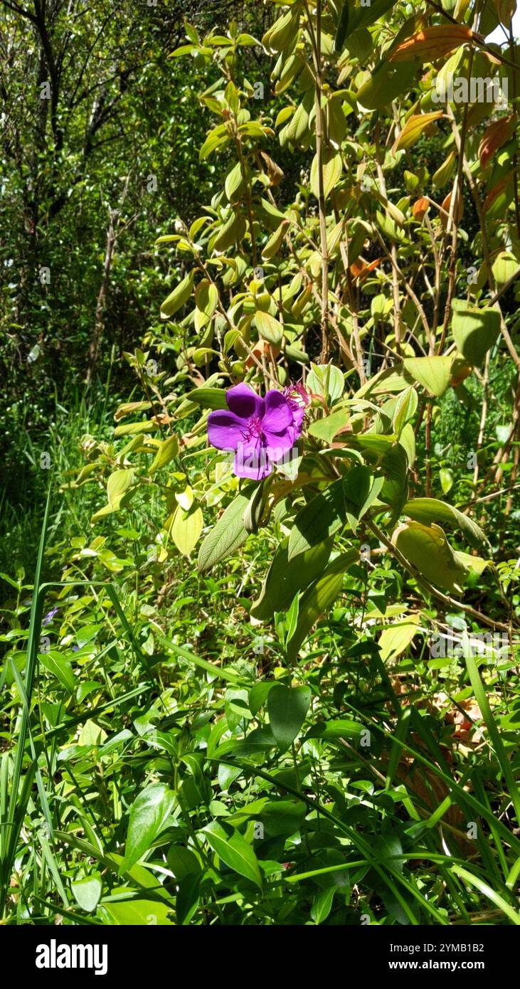 Glory bush (Pleroma urvilleanum Stock Photo - Alamy