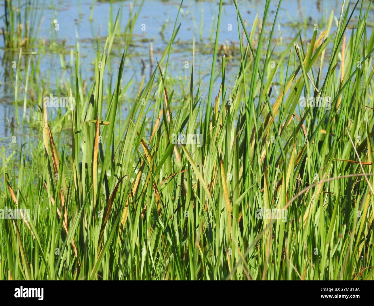 narrow-leaved cattail (Typha angustifolia Stock Photo - Alamy