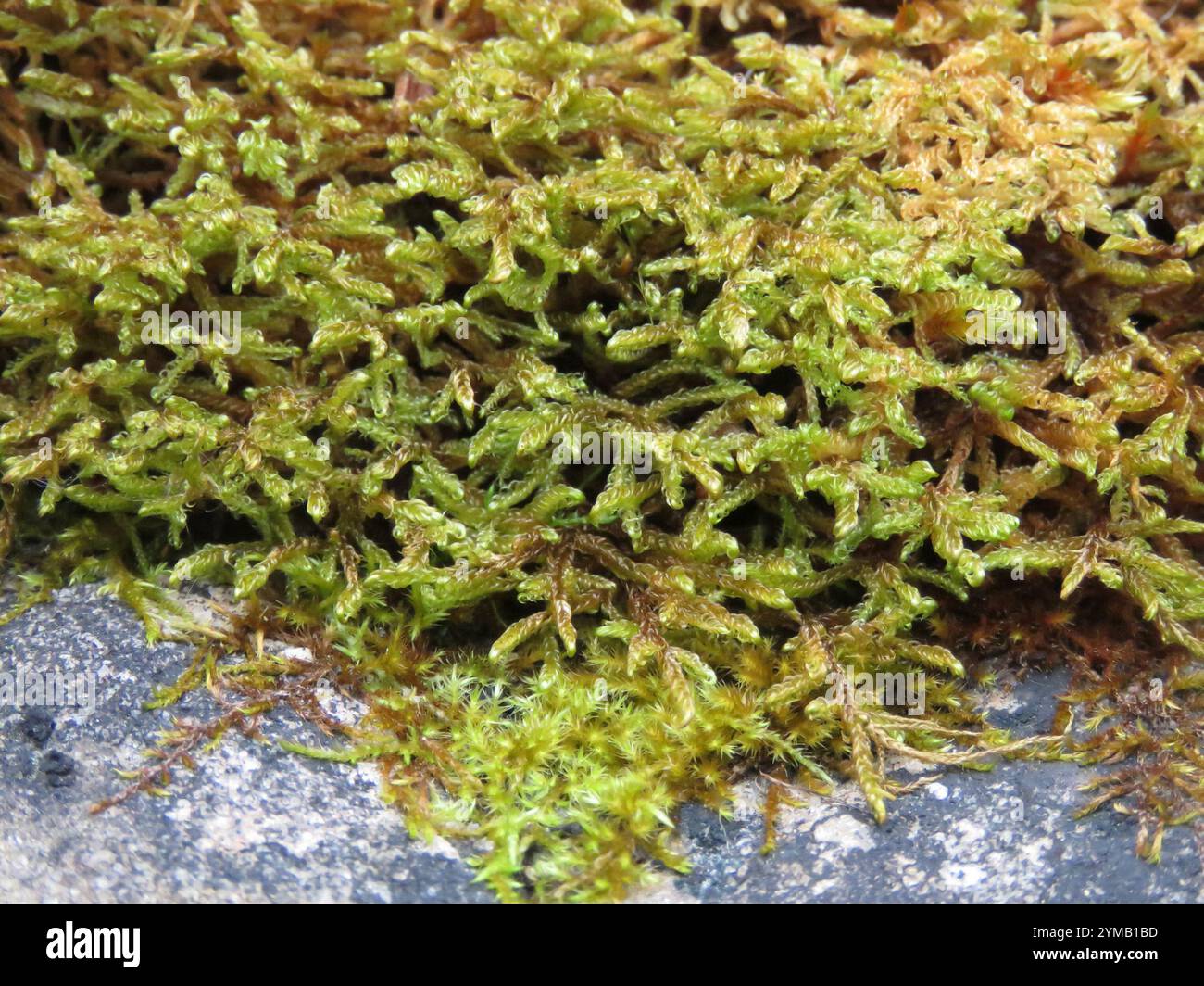 Sickle-leaved Hook-moss (Sanionia uncinata Stock Photo - Alamy