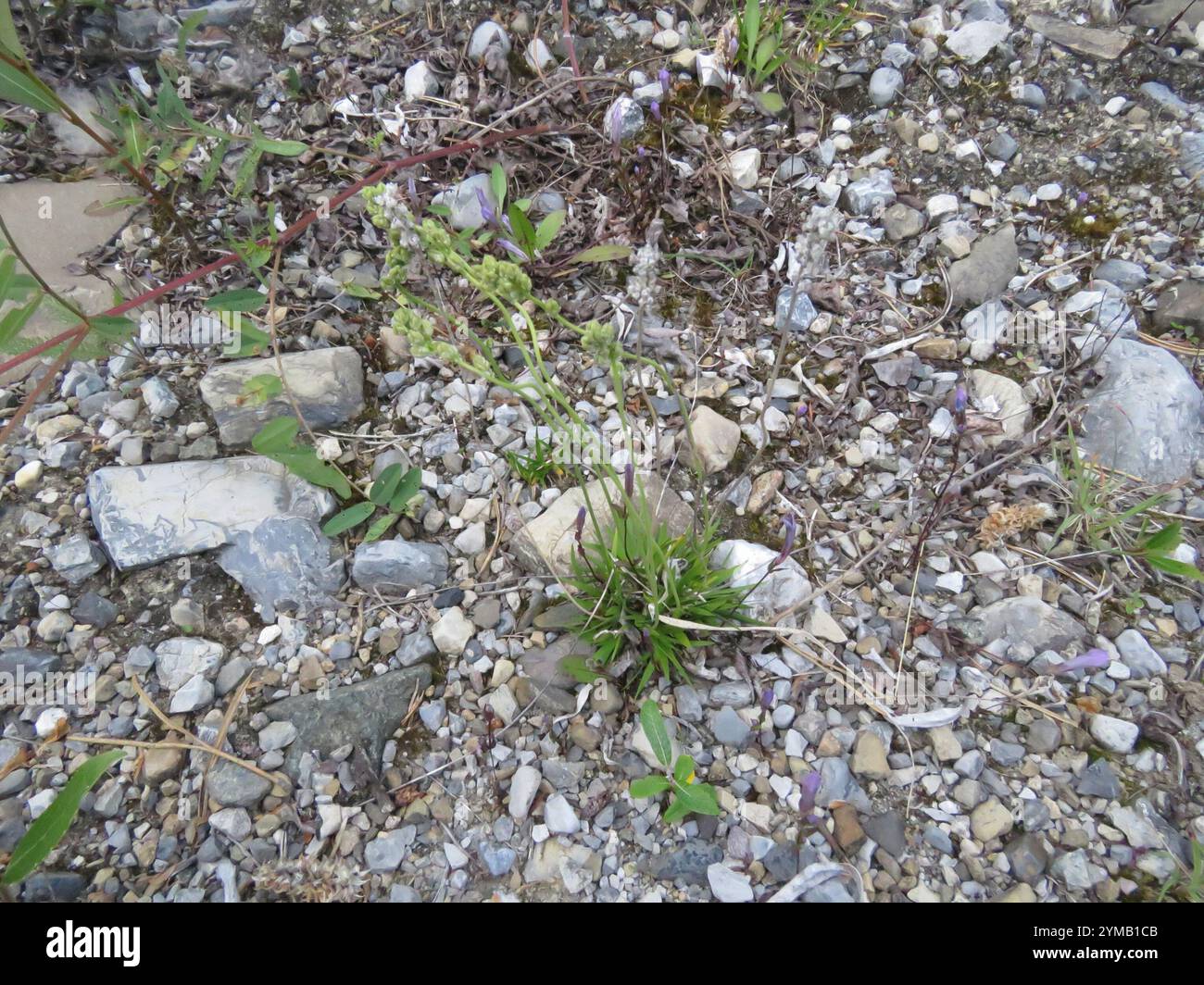 Scottish Asphodel (Tofieldia pusilla Stock Photo - Alamy