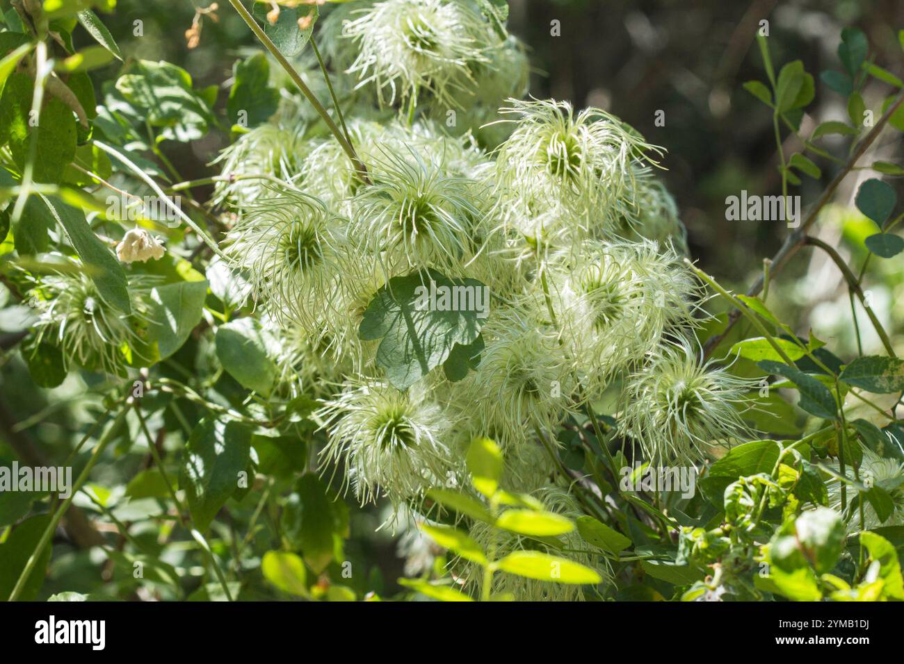 Pipestem Clematis (Clematis lasiantha Stock Photo - Alamy