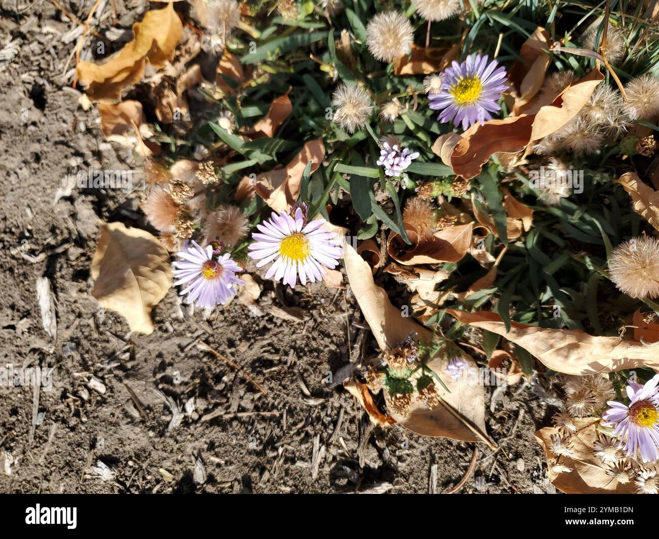 American asters (Symphyotrichum Stock Photo - Alamy