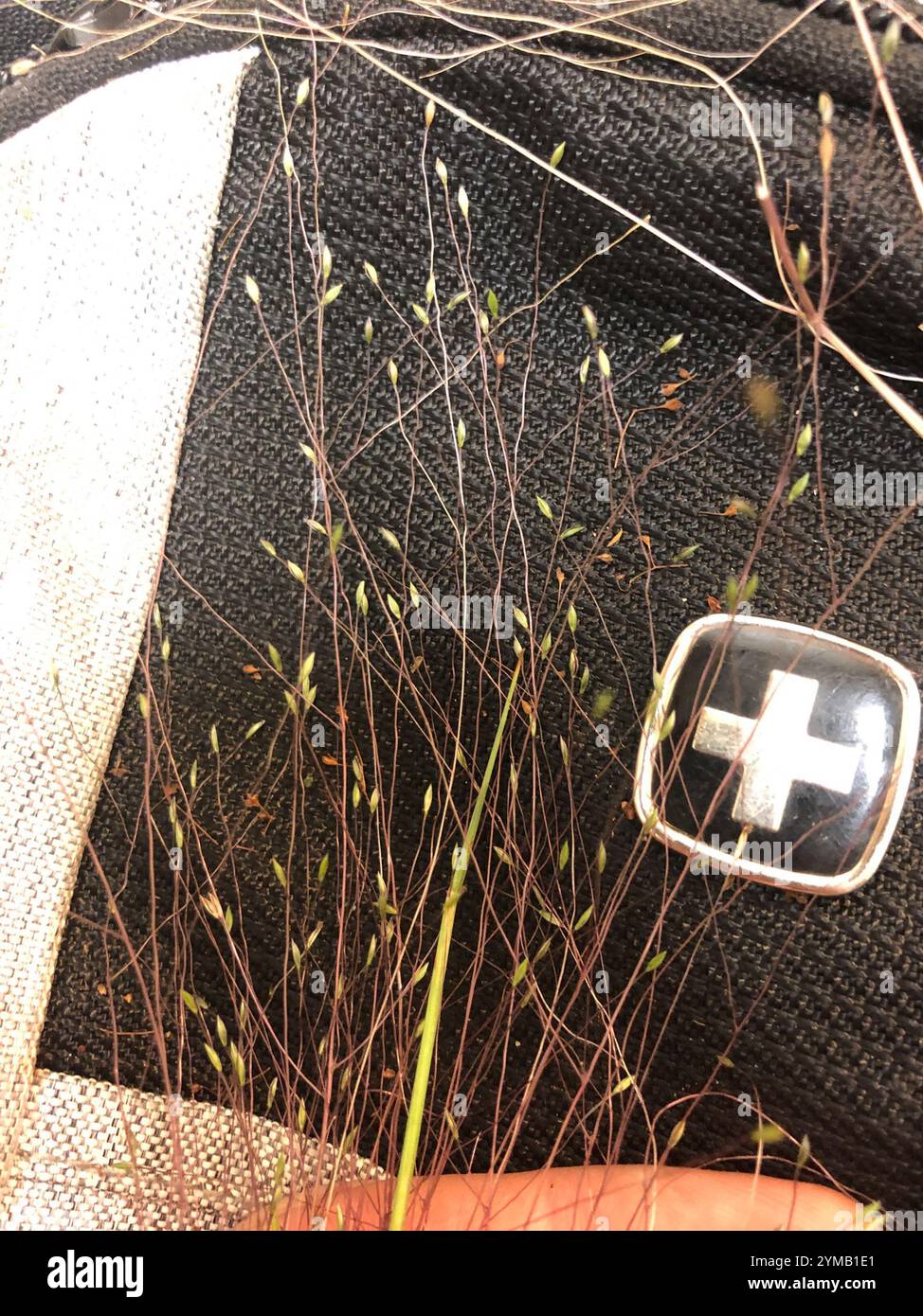 Fall Witchgrass (Digitaria cognata Stock Photo - Alamy