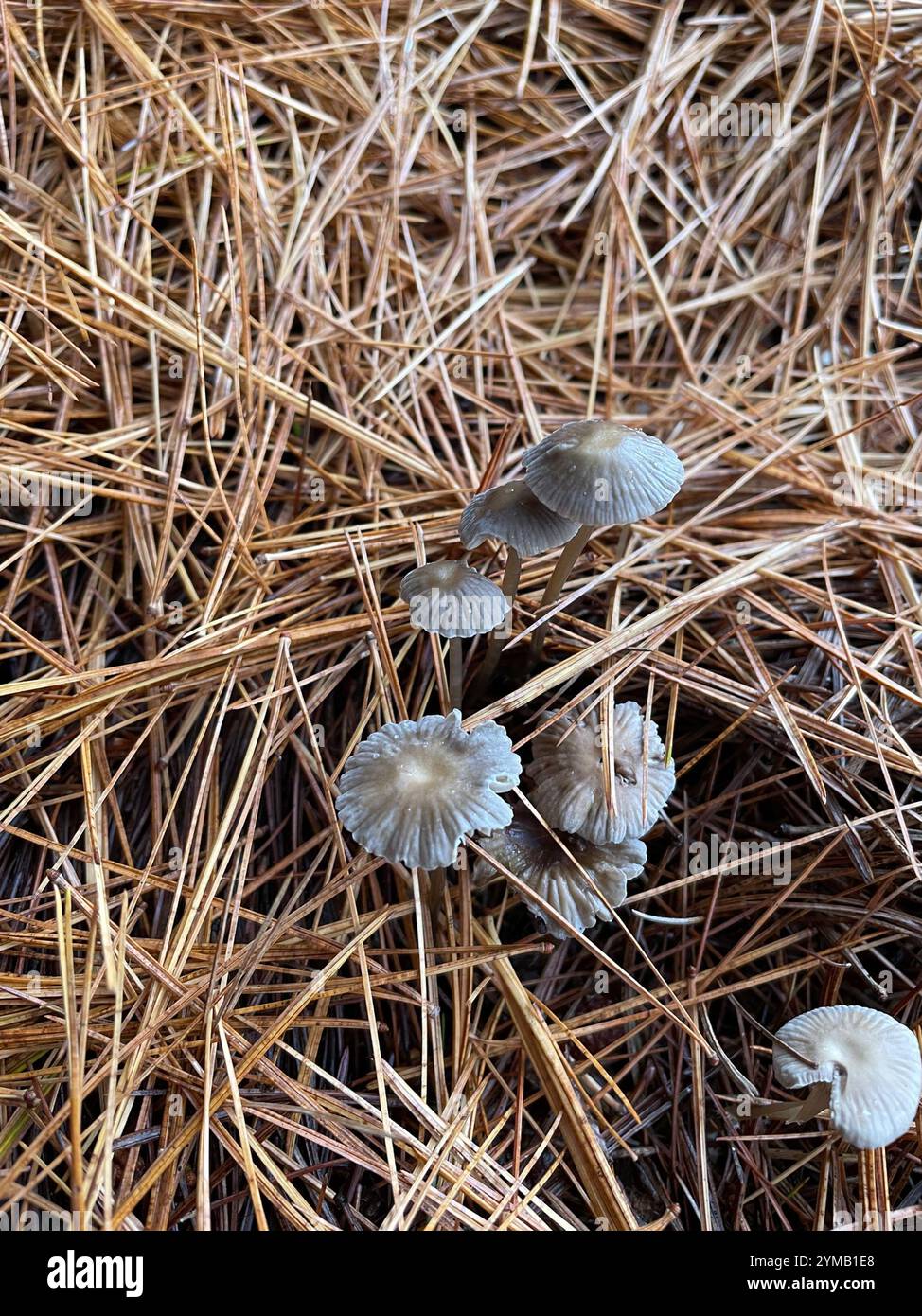 common bonnet (Mycena galericulata Stock Photo - Alamy