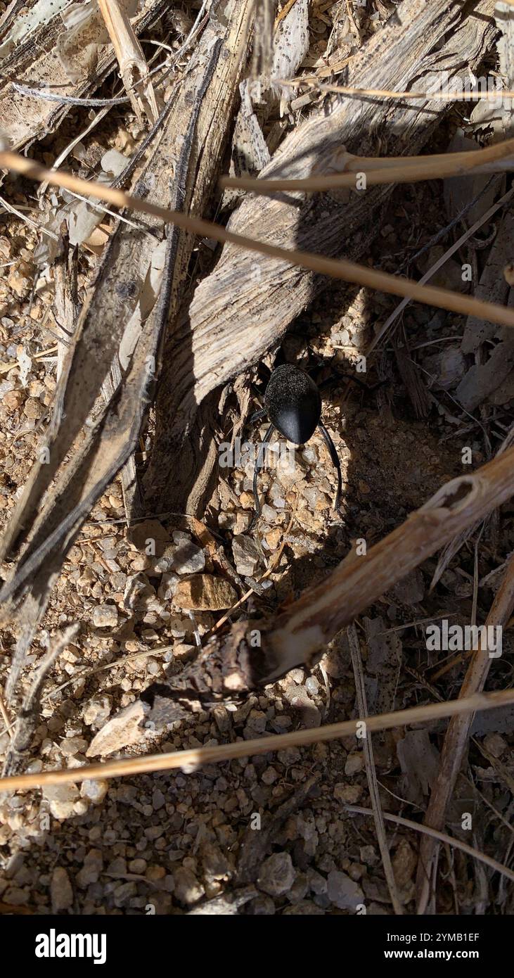 Armored Stink Beetle (Eleodes armata Stock Photo - Alamy