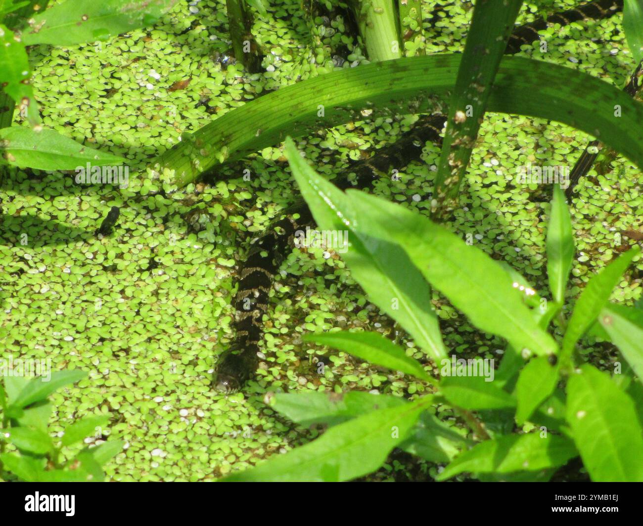 Northern Watersnake (Nerodia sipedon sipedon Stock Photo - Alamy