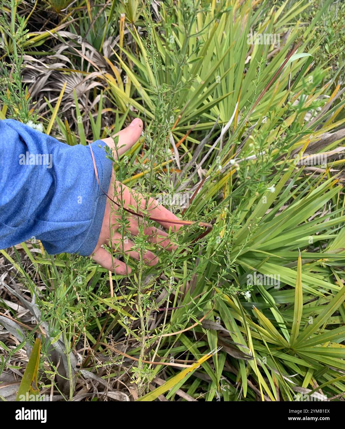licorice weed (Scoparia dulcis Stock Photo - Alamy
