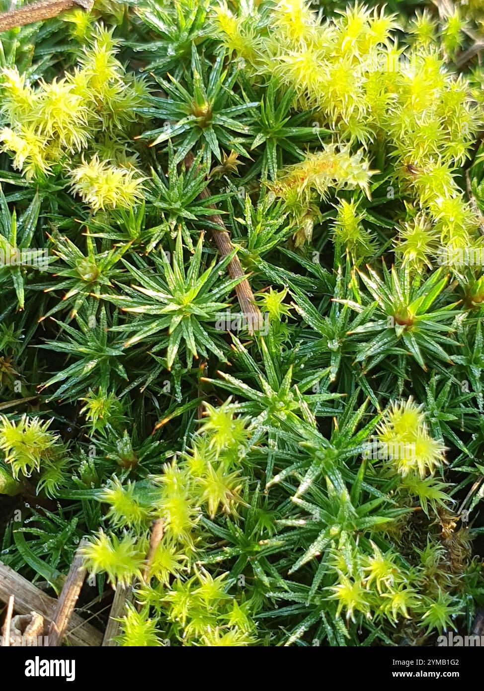 juniper haircap moss (Polytrichum juniperinum Stock Photo - Alamy