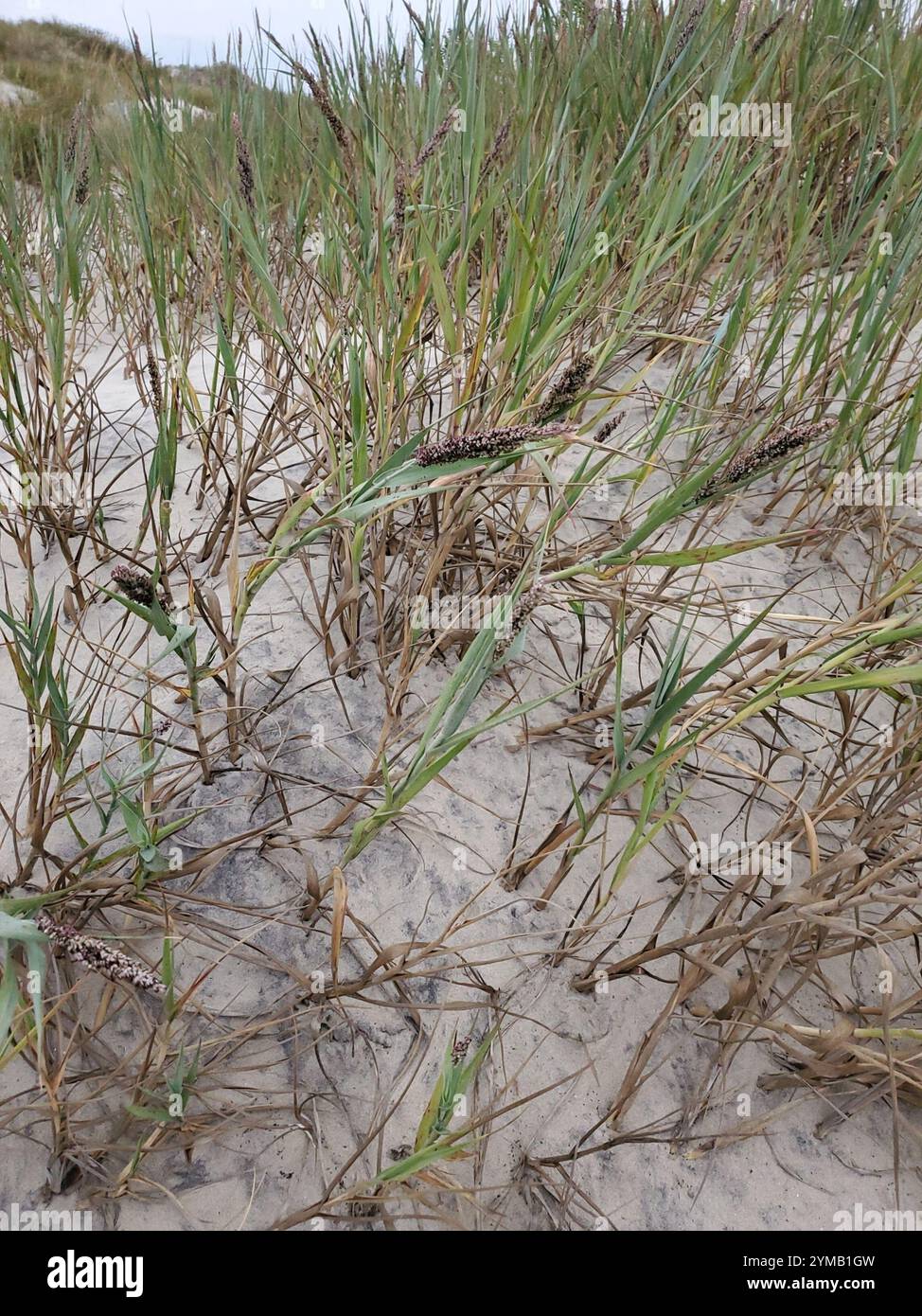 Panicgrass hi-res stock photography and images - Alamy
