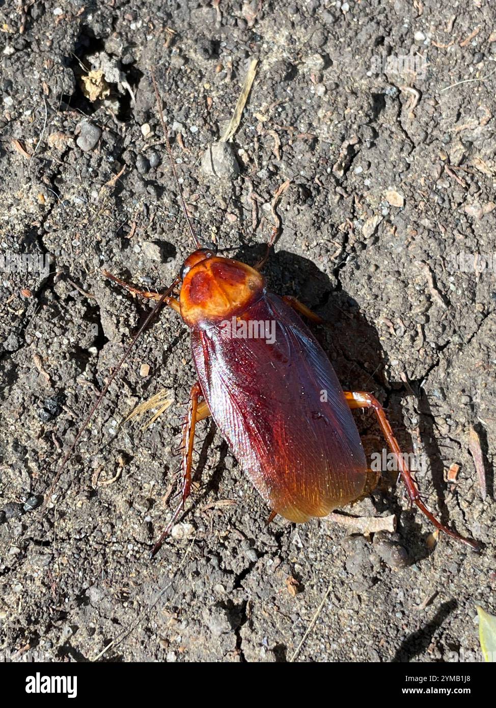 American Cockroach (Periplaneta americana Stock Photo - Alamy