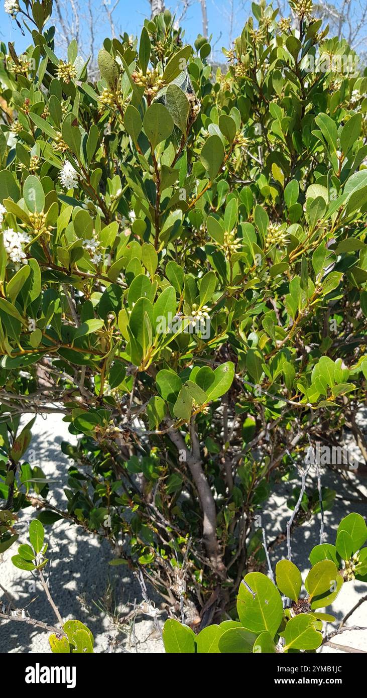 river mangrove (Aegiceras corniculatum Stock Photo - Alamy