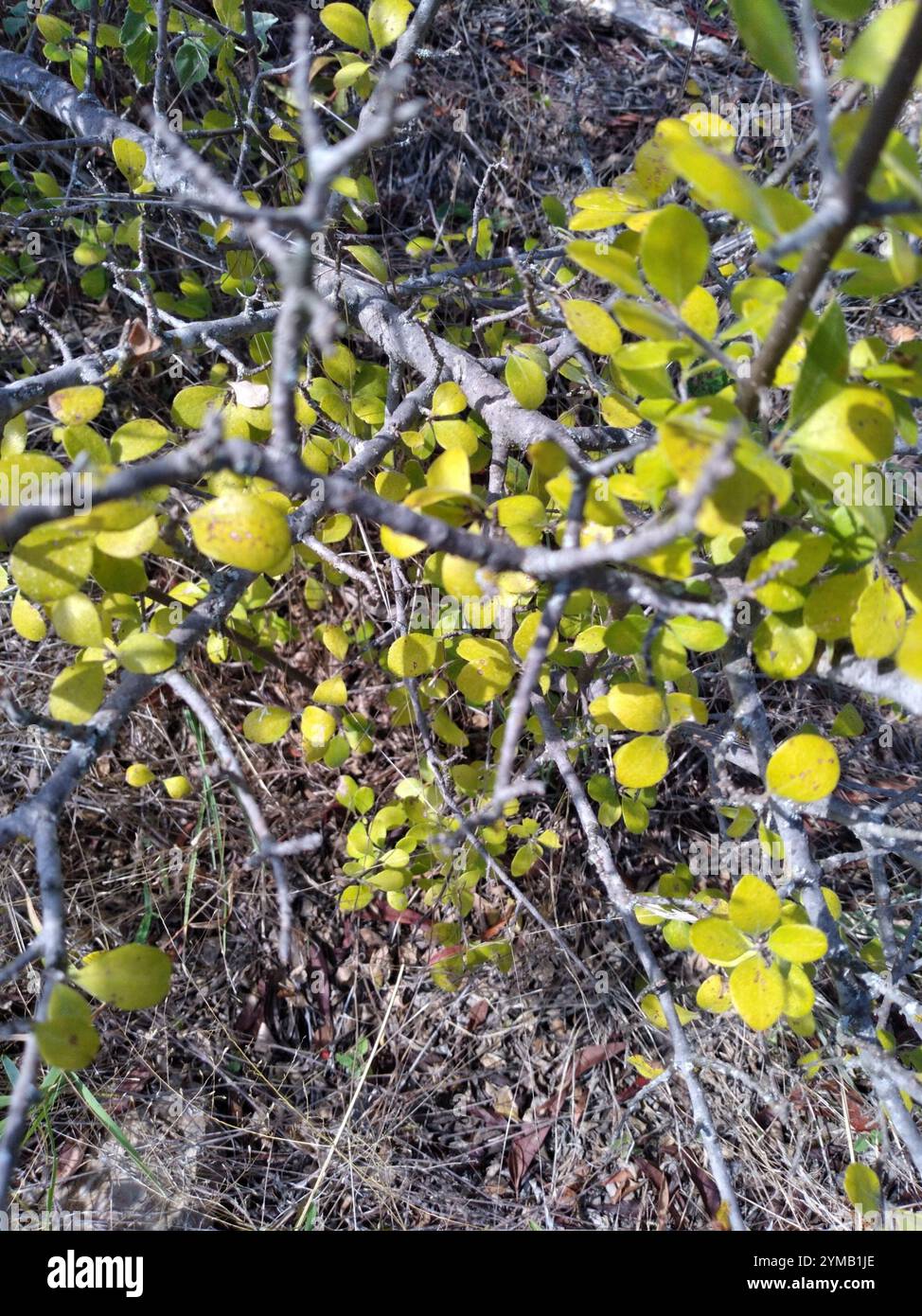 Stretchberry (Forestiera pubescens Stock Photo - Alamy