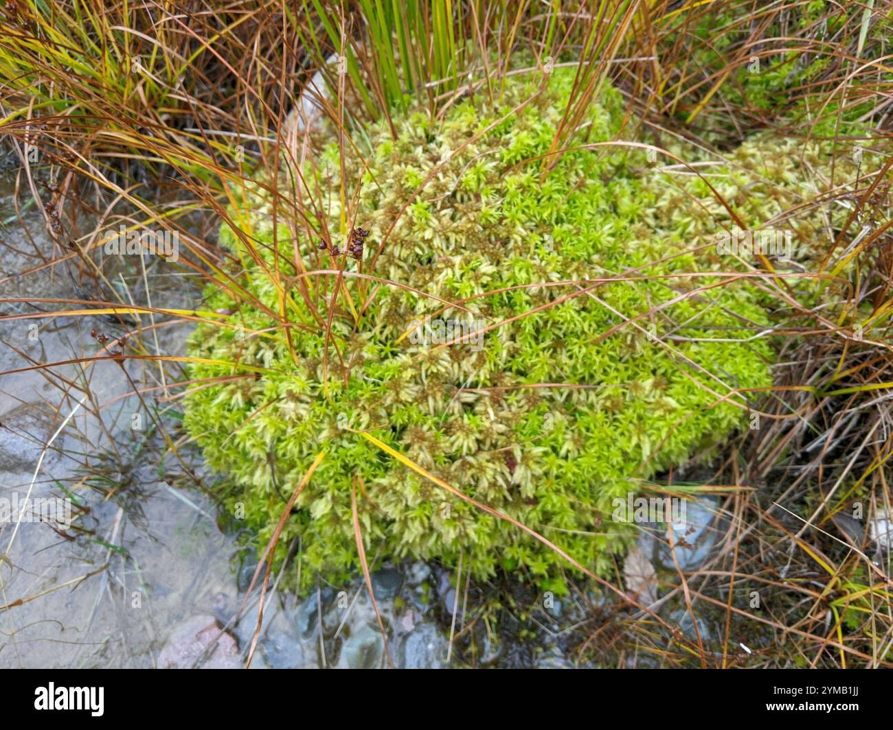 Sphagnum mosses (Sphagnum Stock Photo - Alamy