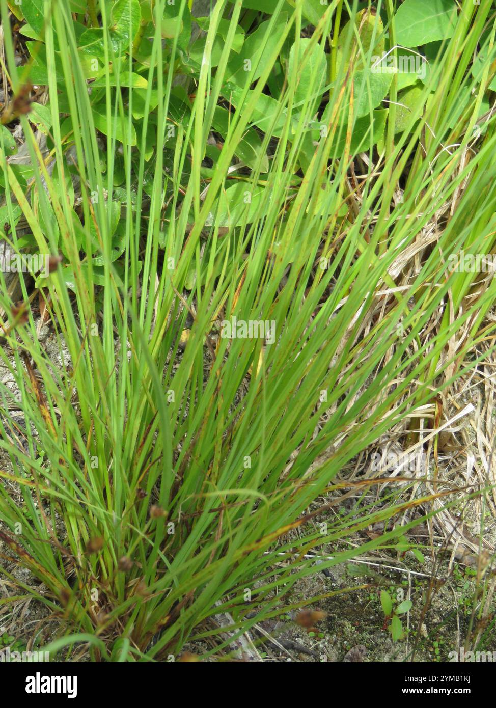 grasses, sedges, cattails, and allies (Poales Stock Photo - Alamy