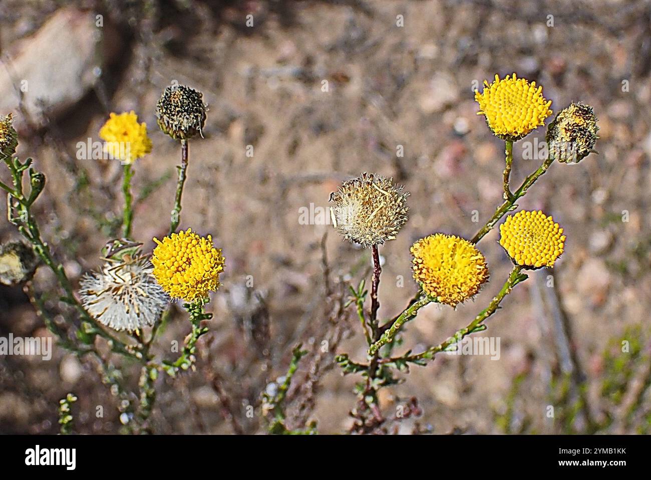 Bitterbush hi-res stock photography and images - Alamy