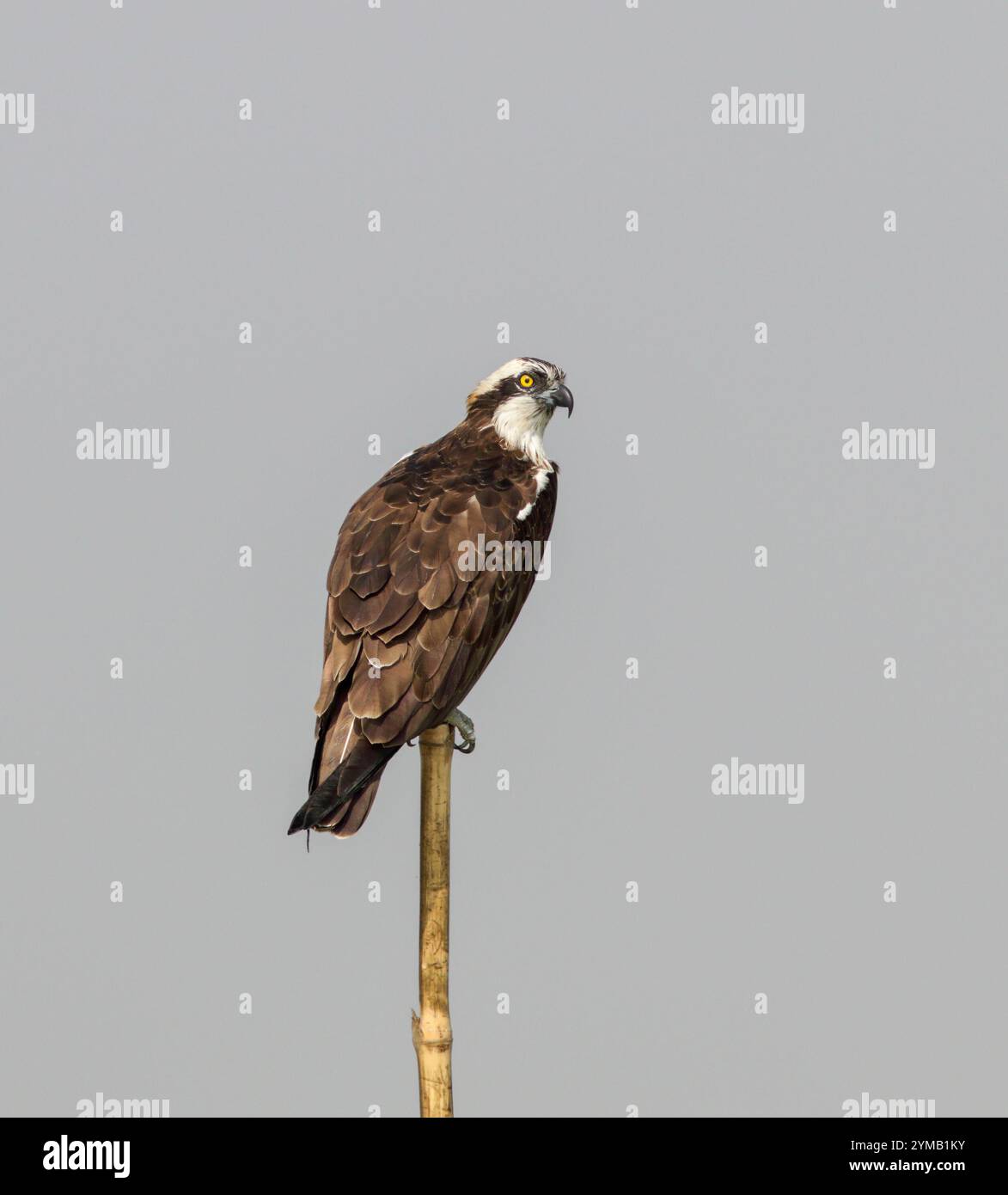 Osprey bird sitting on a bamboo.osprey historically known as sea hawk ...