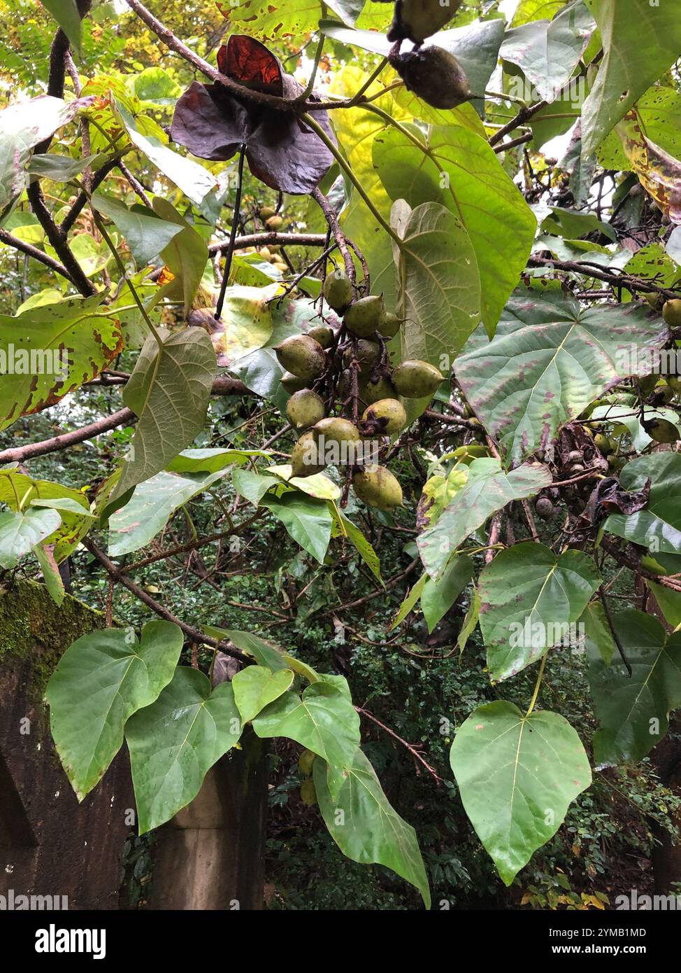 princess tree (Paulownia tomentosa Stock Photo - Alamy