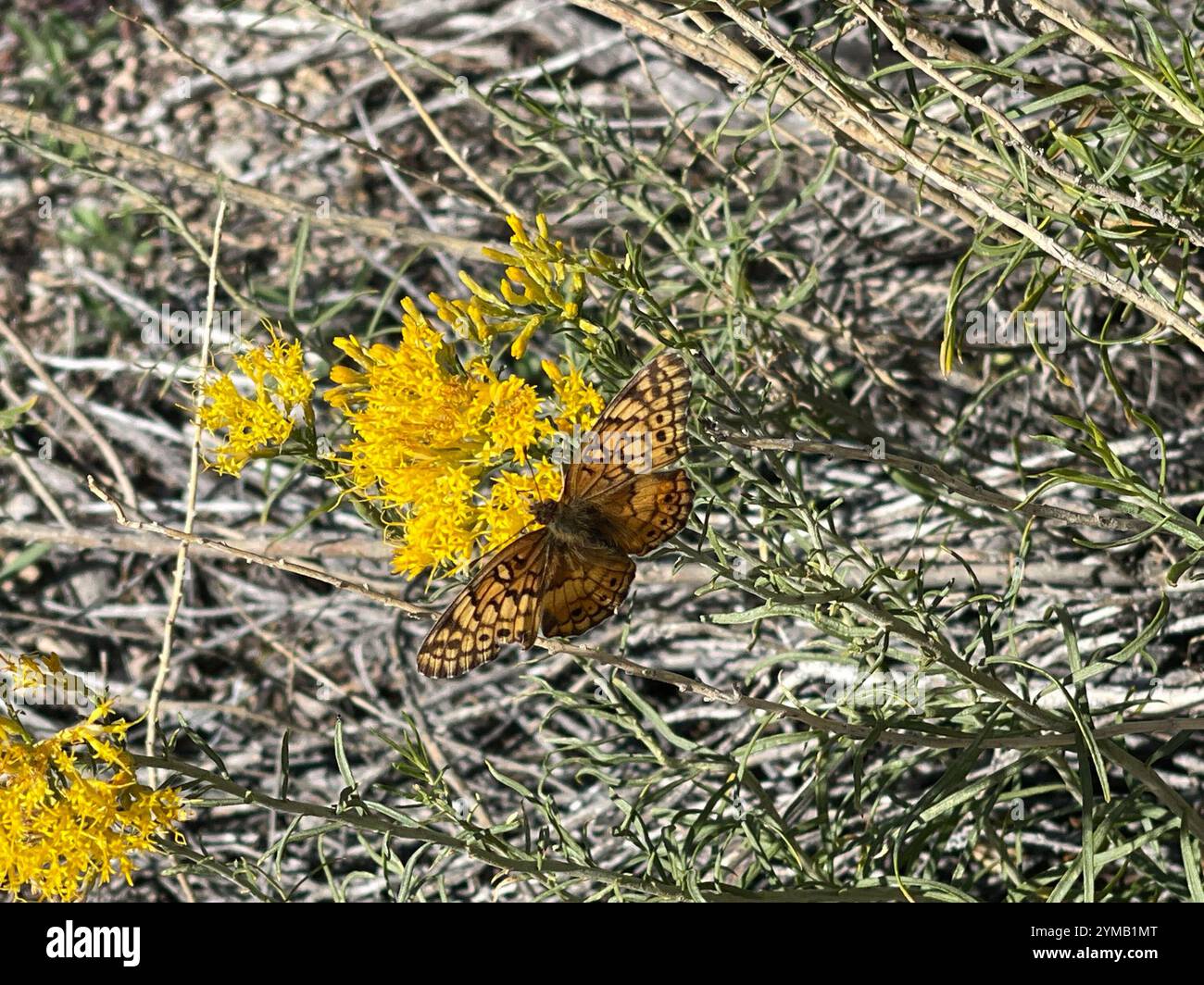 Variegated Fritillary (Euptoieta claudia Stock Photo - Alamy