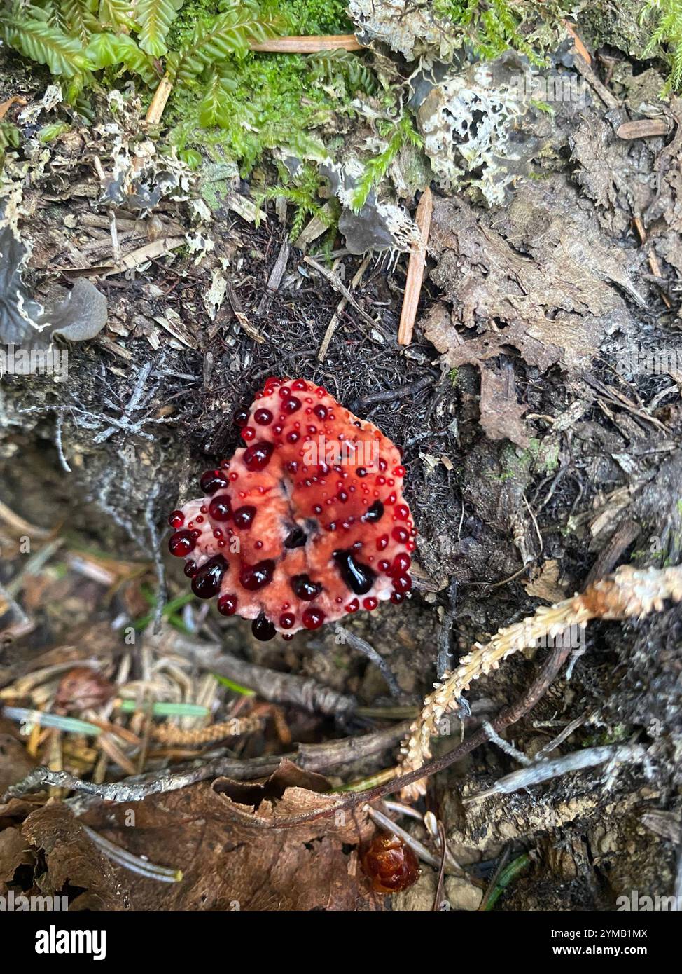 Red-juice Tooth (Hydnellum peckii Stock Photo - Alamy