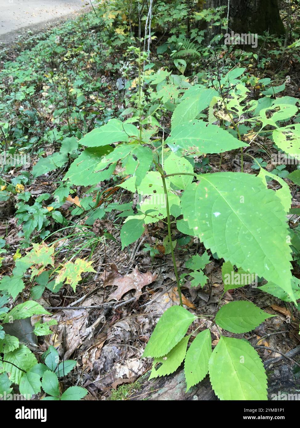 citronella horse balm (Collinsonia canadensis Stock Photo - Alamy