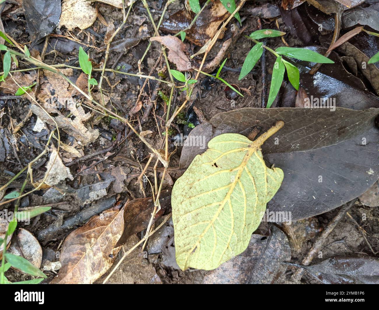 Gmelina leichhardtii hi-res stock photography and images - Alamy