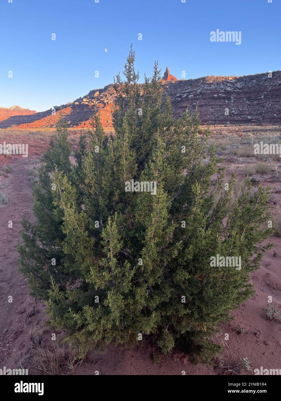 Utah Juniper (Juniperus osteosperma Stock Photo - Alamy