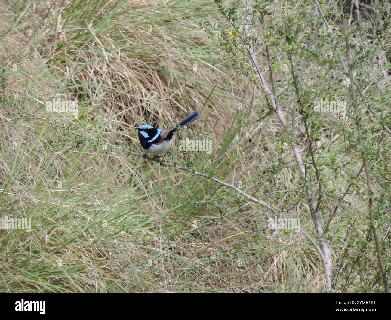 Superb Fairywren (Malurus cyaneus Stock Photo - Alamy