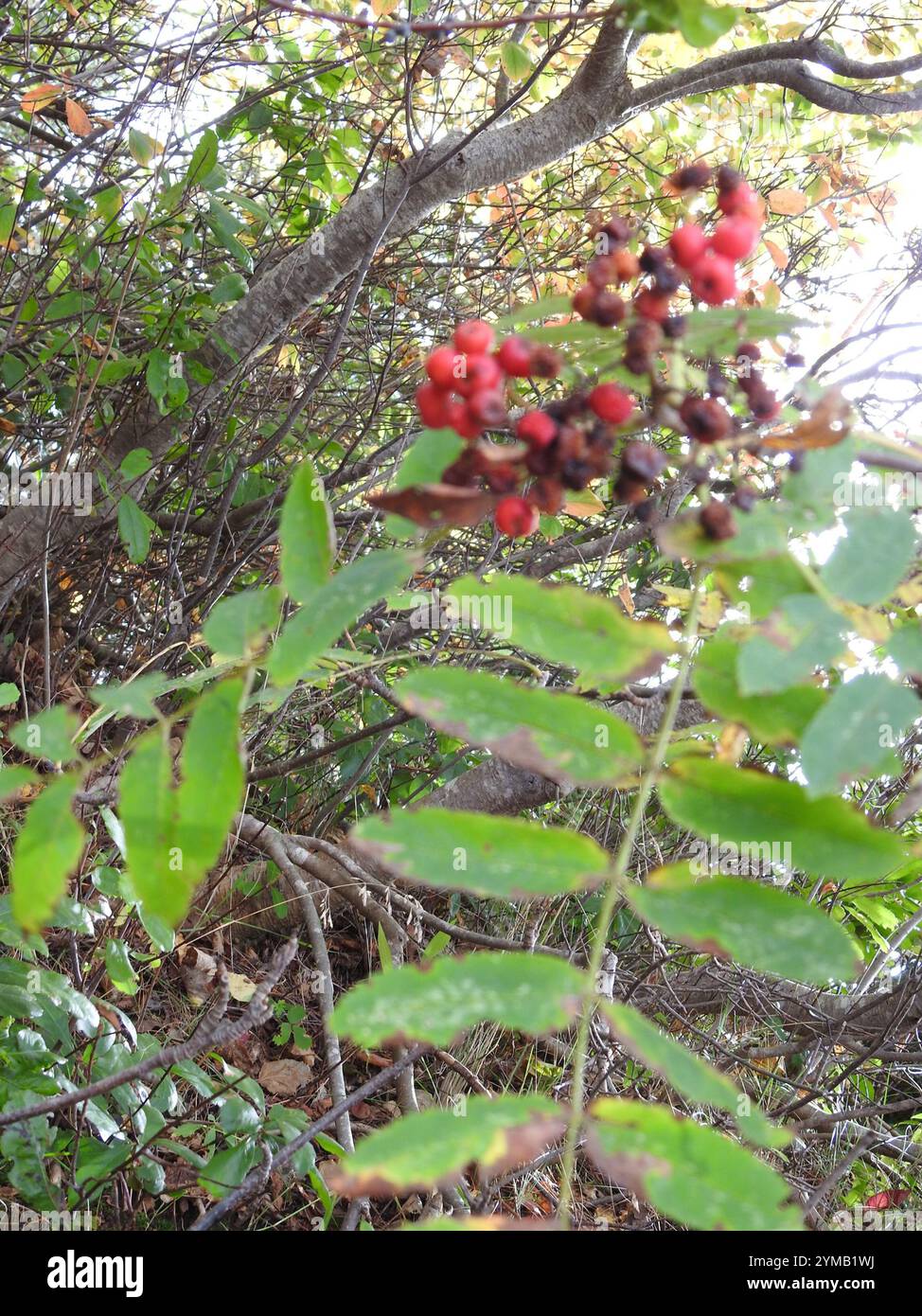 European mountain ash (Sorbus aucuparia Stock Photo - Alamy