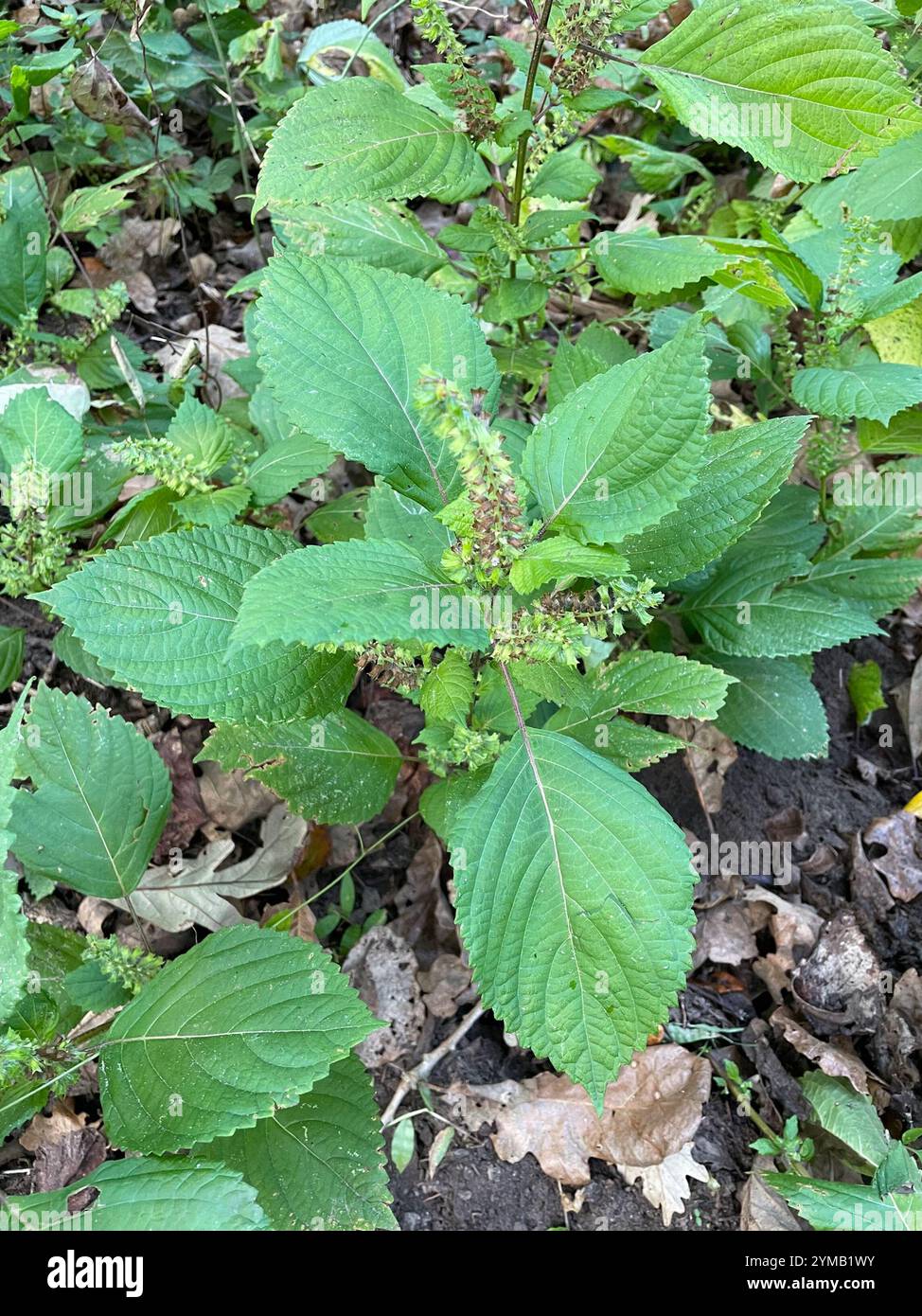 beefsteak plant (Perilla frutescens Stock Photo - Alamy